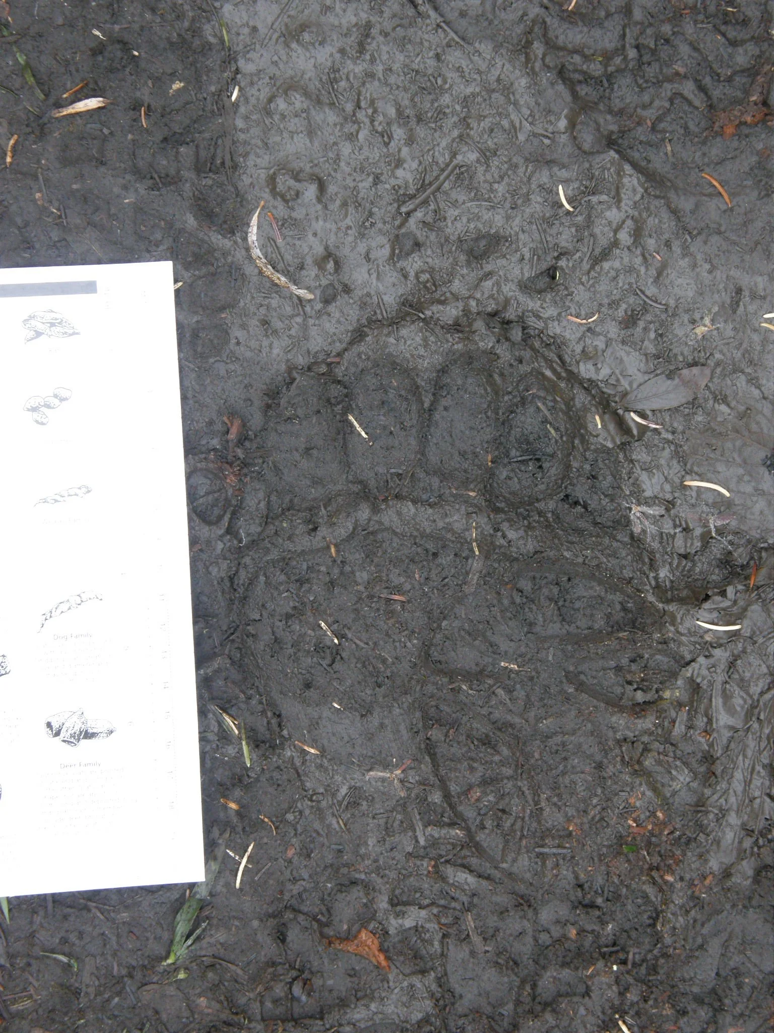 Bear Signs - Tracks — Biosphere Institute of the Bow Valley