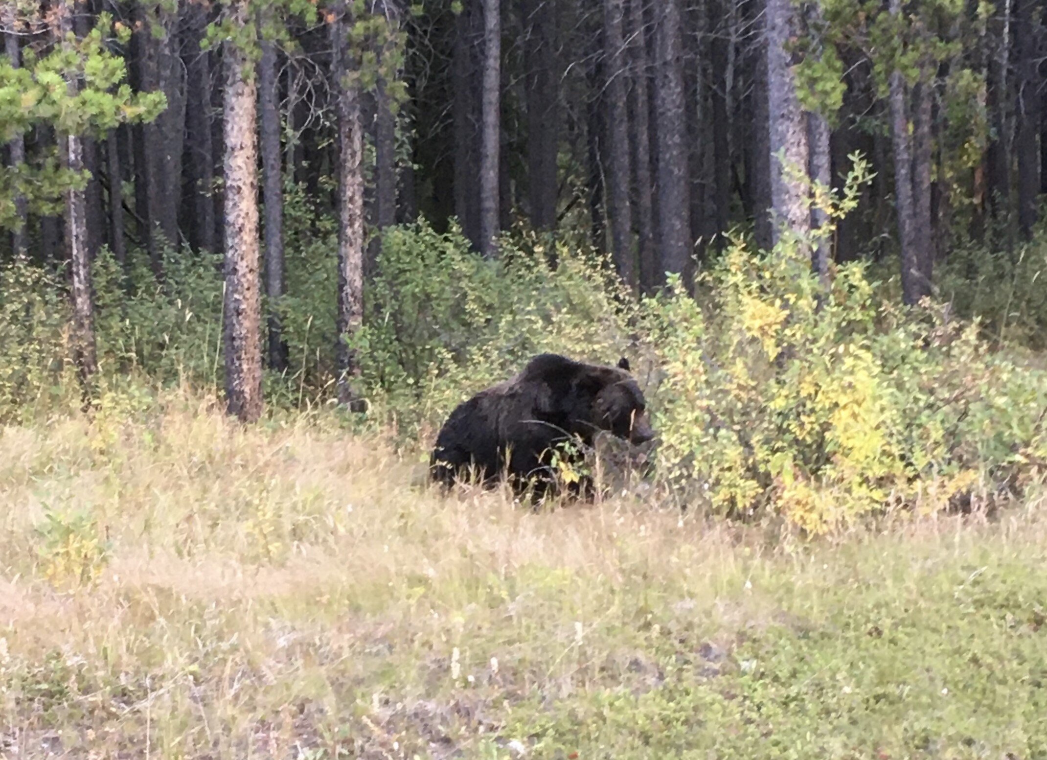 Bear Report — Biosphere Institute of the Bow Valley