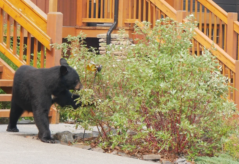 Bear Report - August 22, 2024 — Biosphere Institute of the Bow Valley