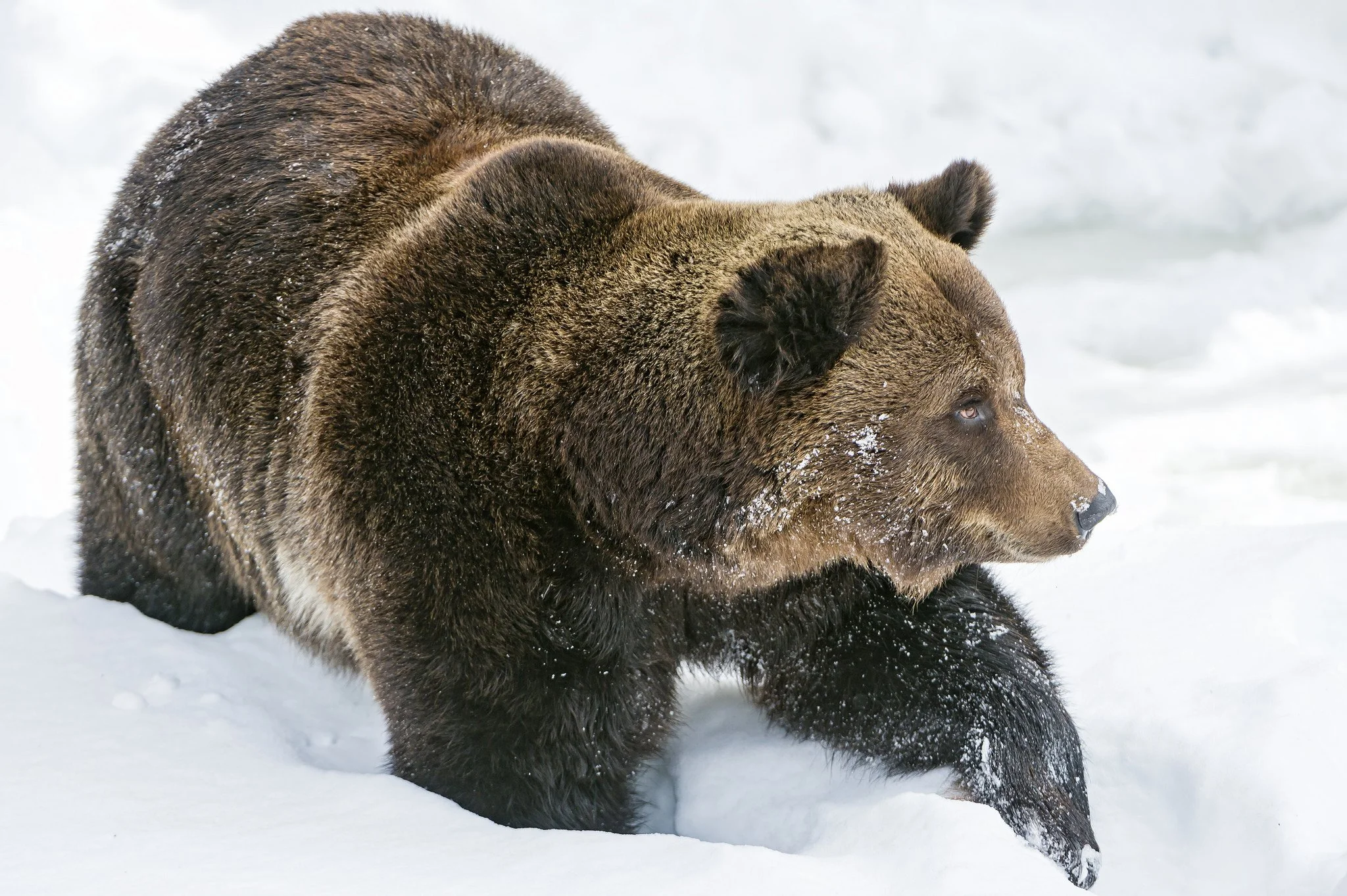 Bear Report — Biosphere Institute of the Bow Valley