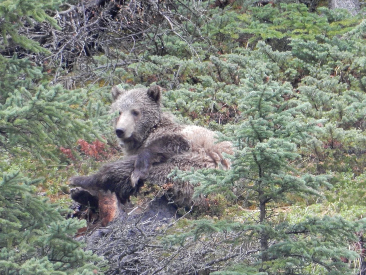 Bear Report - May 11, 2023 — Biosphere Institute of the Bow Valley