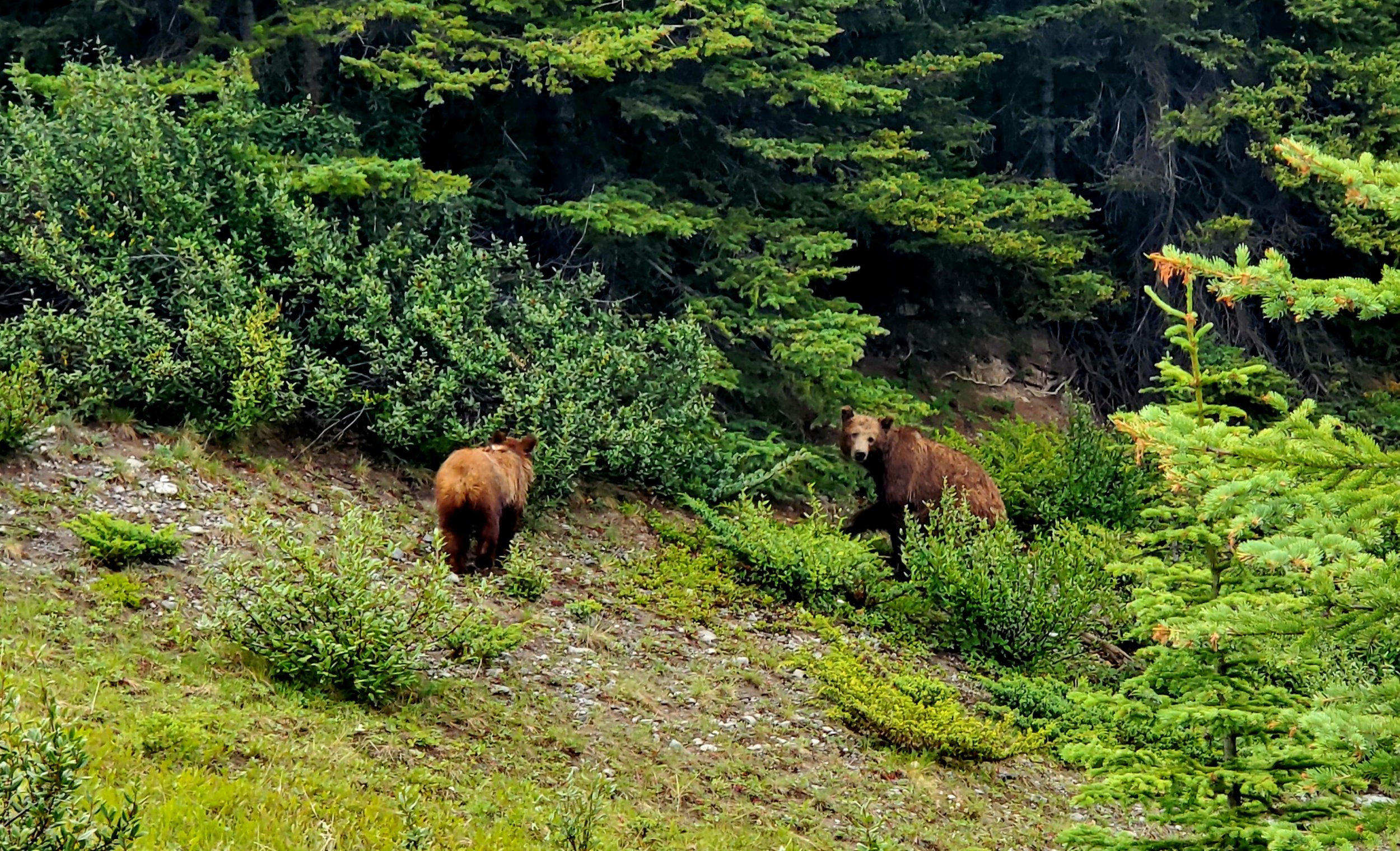 Bear Report Signup — Biosphere Institute of the Bow Valley