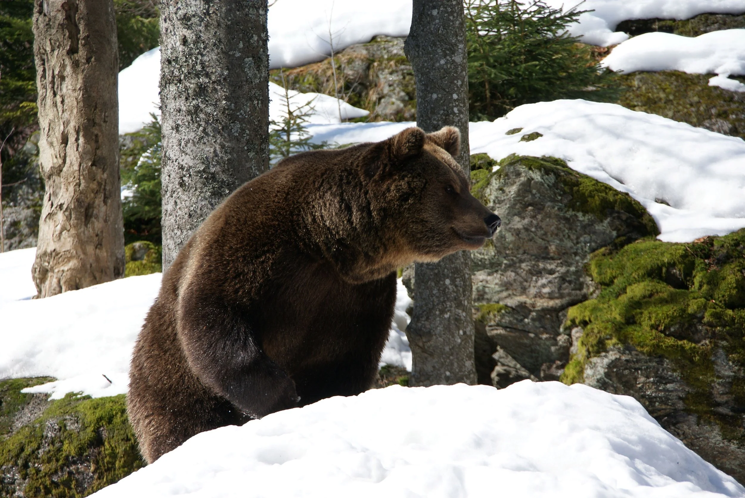 Bear Report Signup — Biosphere Institute of the Bow Valley