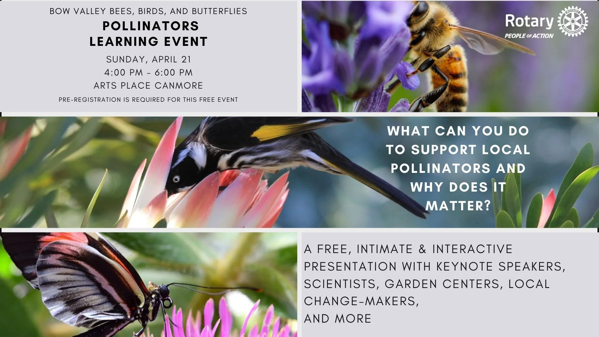 Bow Valley Bees, Birds and Butterflies: Pollinators Learning Event ...