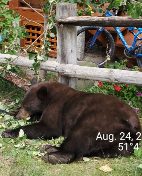 Bear Report Signup Biosphere Institute Of The Bow Valley