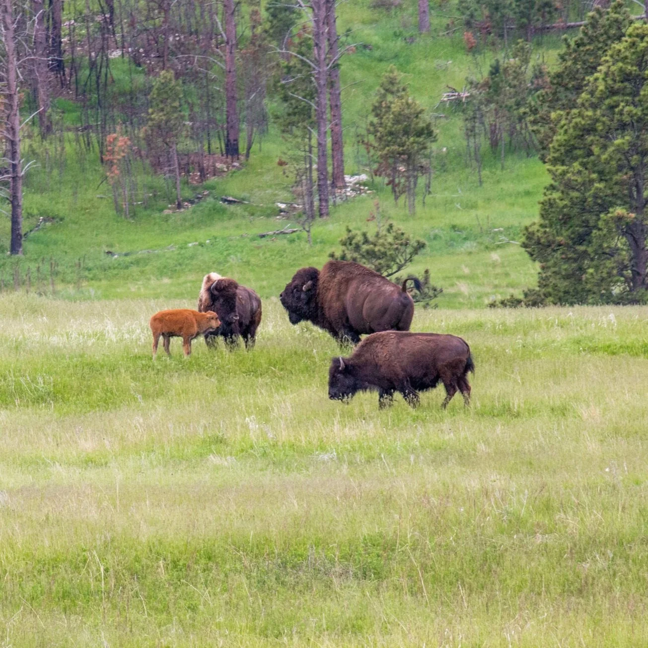 Lesson Plans — Biosphere Institute of the Bow Valley