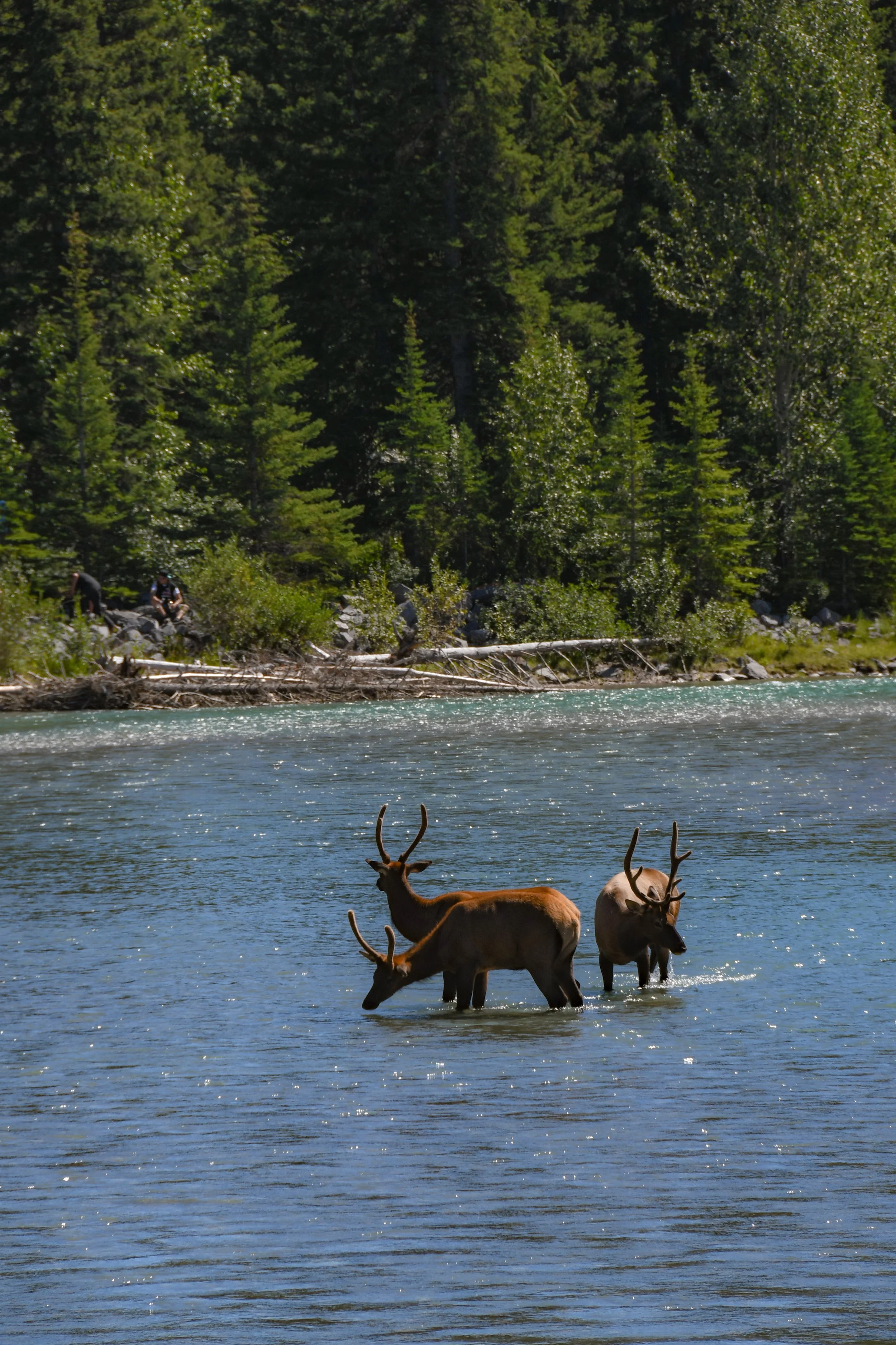 Bear Report - May 2, 2024 — Biosphere Institute of the Bow Valley