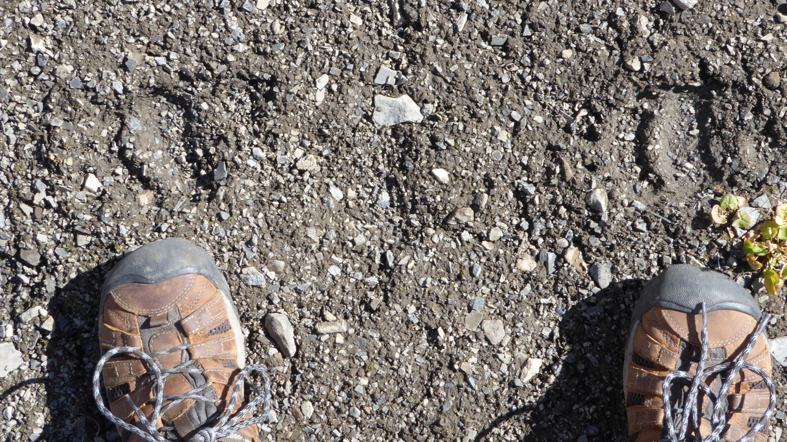 Bear Signs - Tracks — Biosphere Institute of the Bow Valley