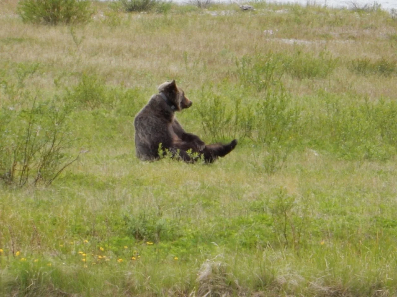 Bear Report — Biosphere Institute of the Bow Valley