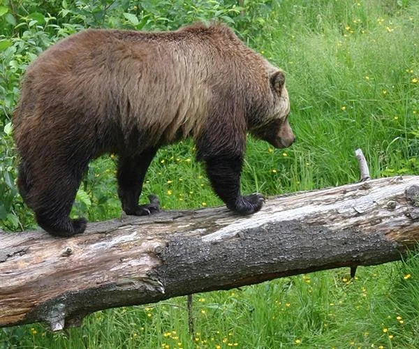 Bear Report — Biosphere Institute of the Bow Valley