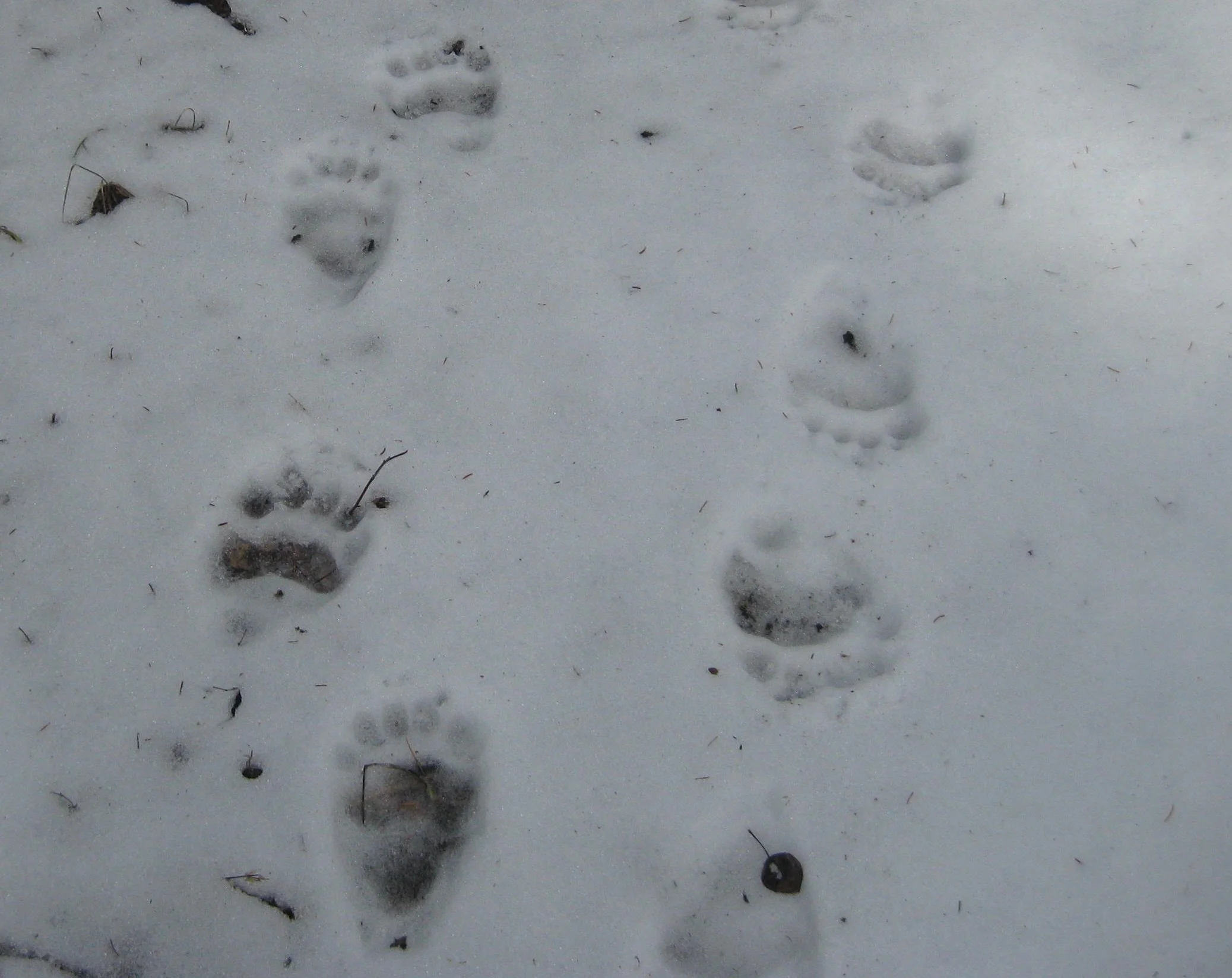 Bear Signs - Tracks — Biosphere Institute of the Bow Valley