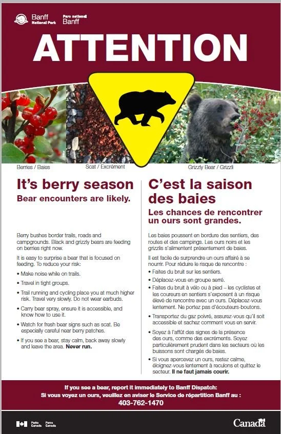 Bear Report — Biosphere Institute of the Bow Valley