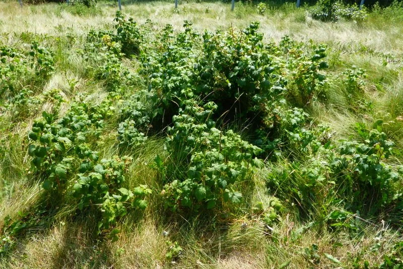 August - Berries — Biosphere Institute of the Bow Valley