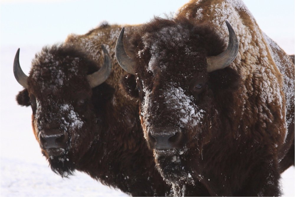 Bison EduKit — Biosphere Institute of the Bow Valley