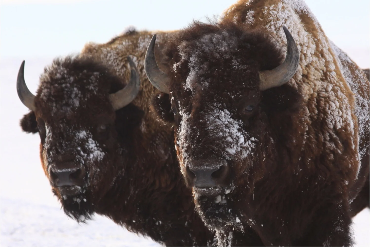 Bison EduKit — Biosphere Institute of the Bow Valley