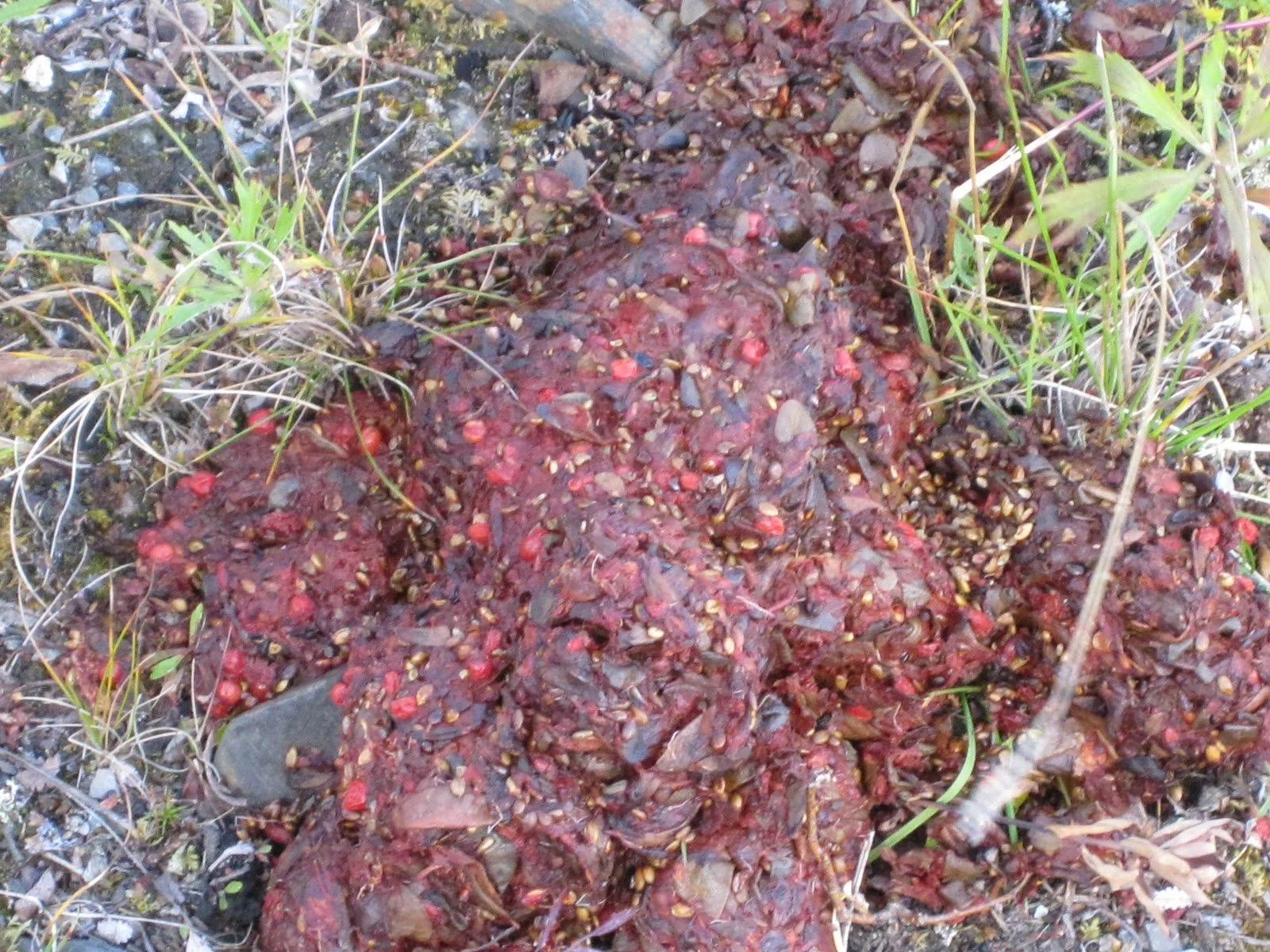 Bear Report — Biosphere Institute of the Bow Valley
