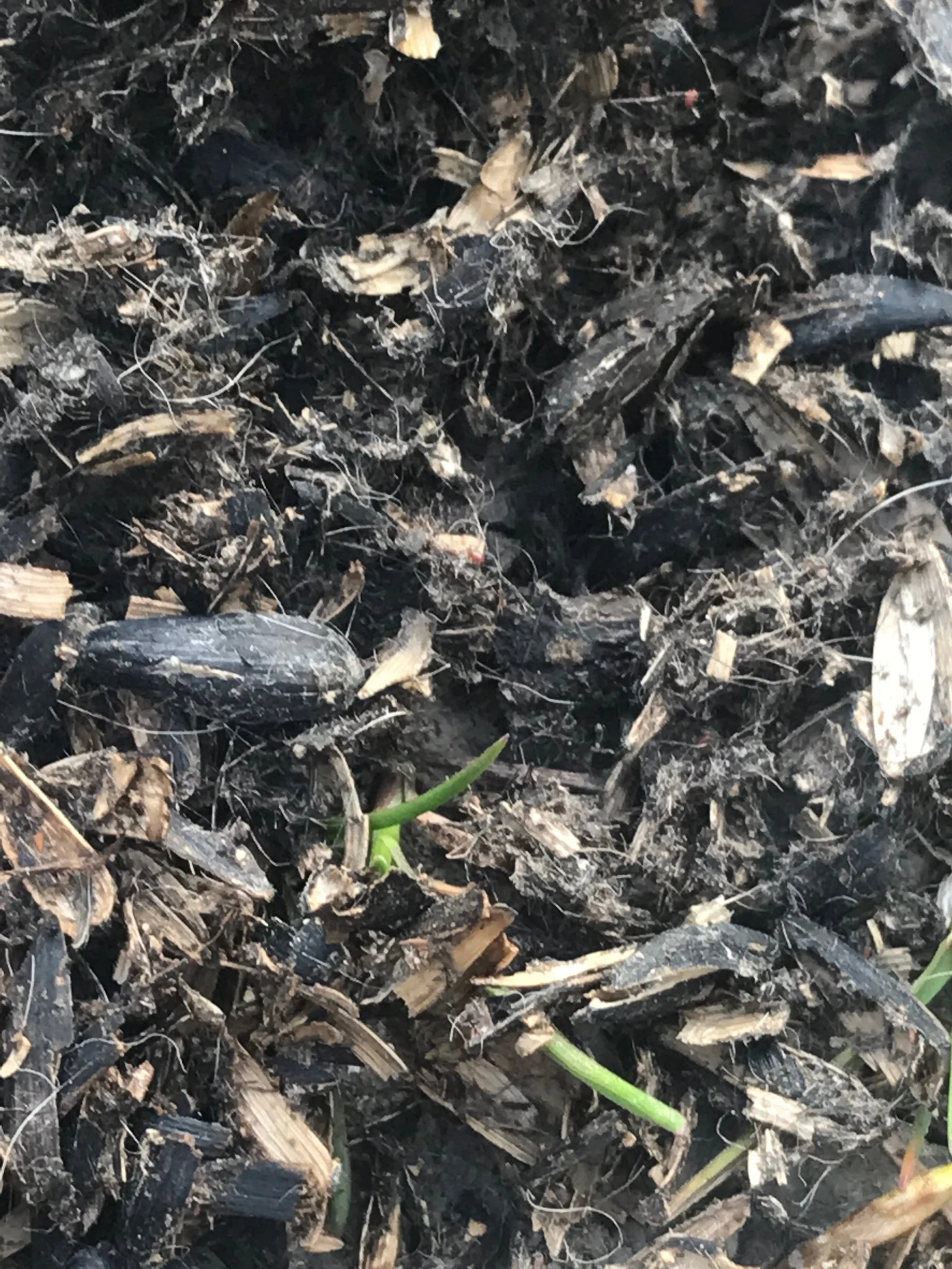 Bear Report - June 13, 2024 — Biosphere Institute of the Bow Valley