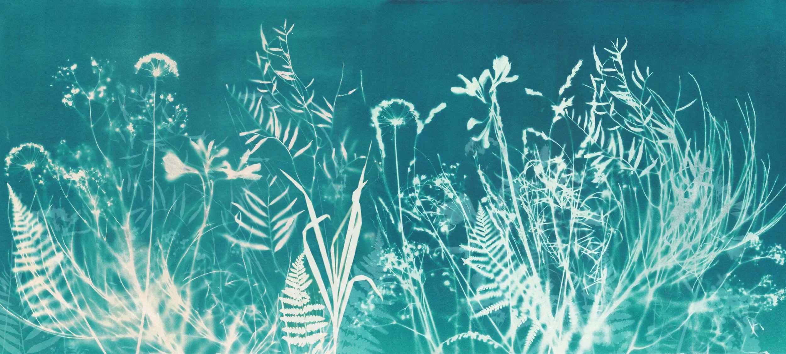 Cyanotype • Beach Glass — Gravity Digital Walls