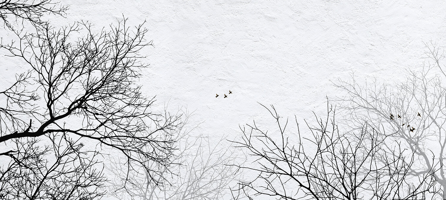 Tree Tops • Black and White — Gravity Digital Walls