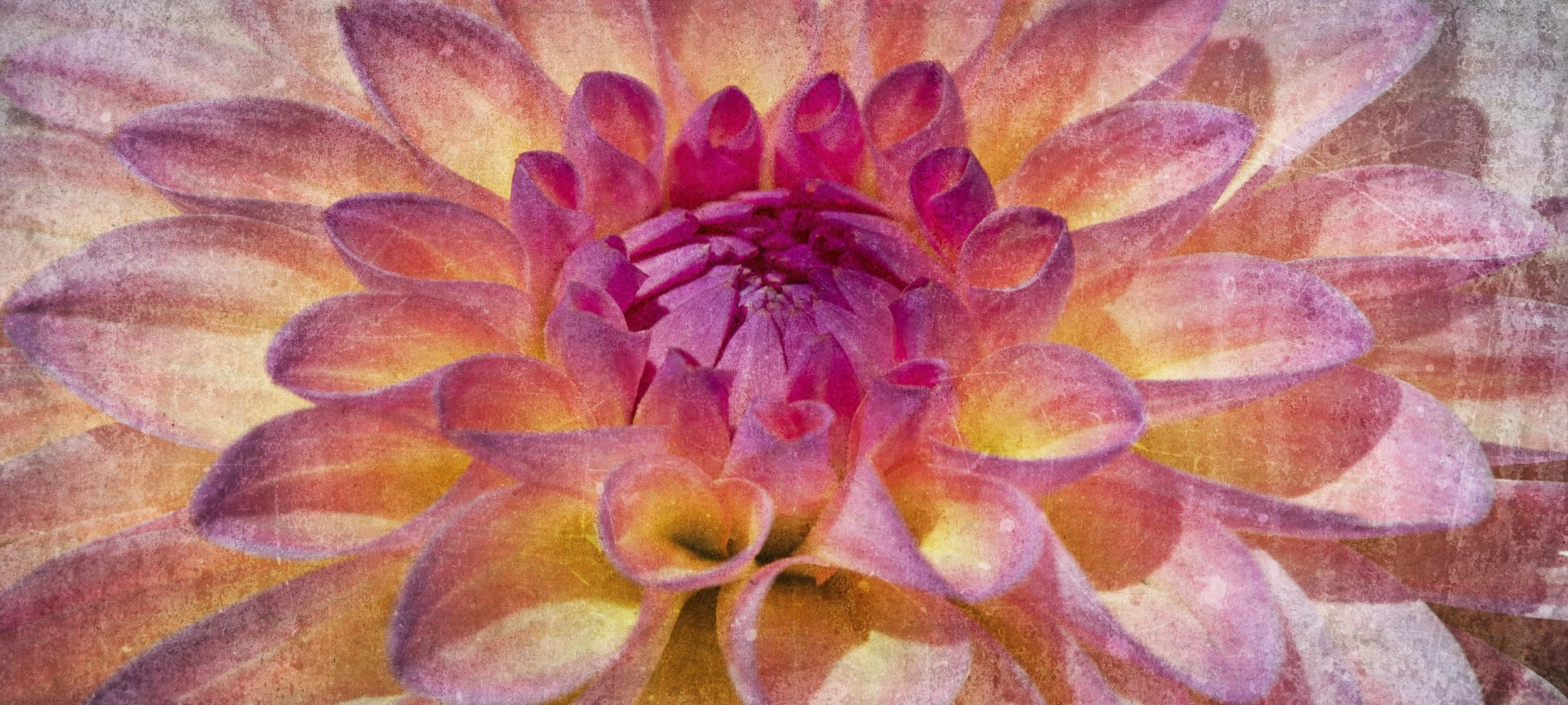 Floral Study • Dahlia — Gravity Digital Walls
