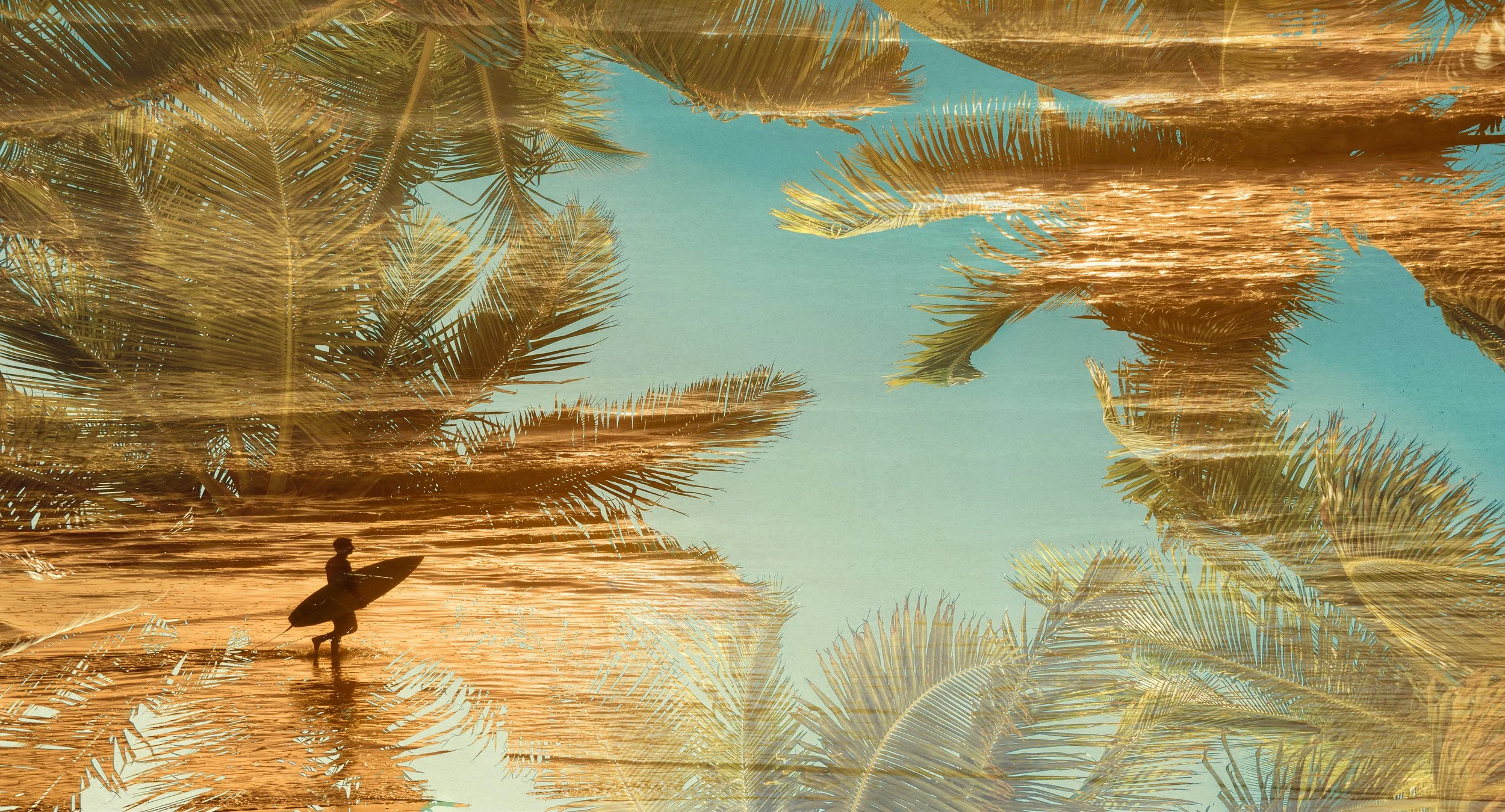 Palm Reflections — Gravity Digital Walls