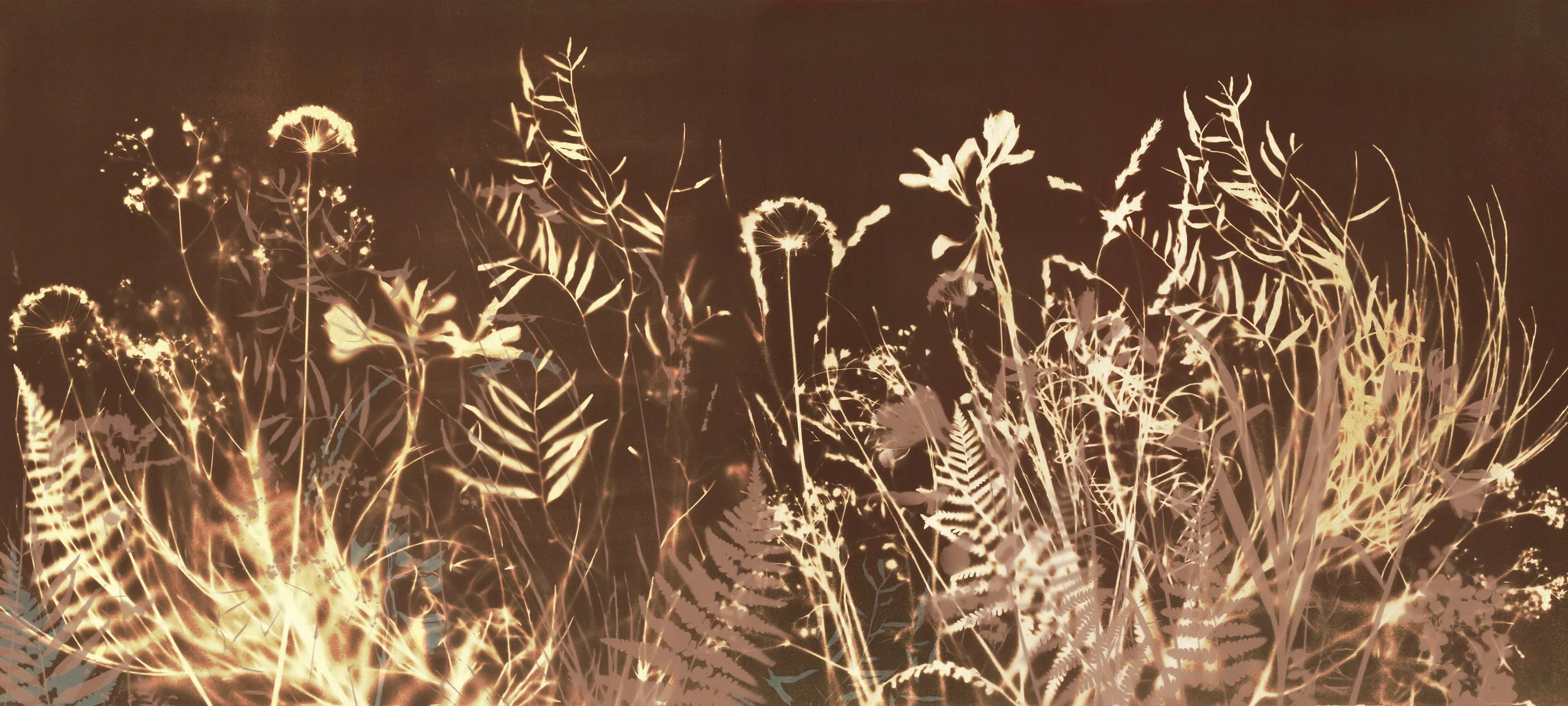 Cyanotype • Sepia — Gravity Digital Walls