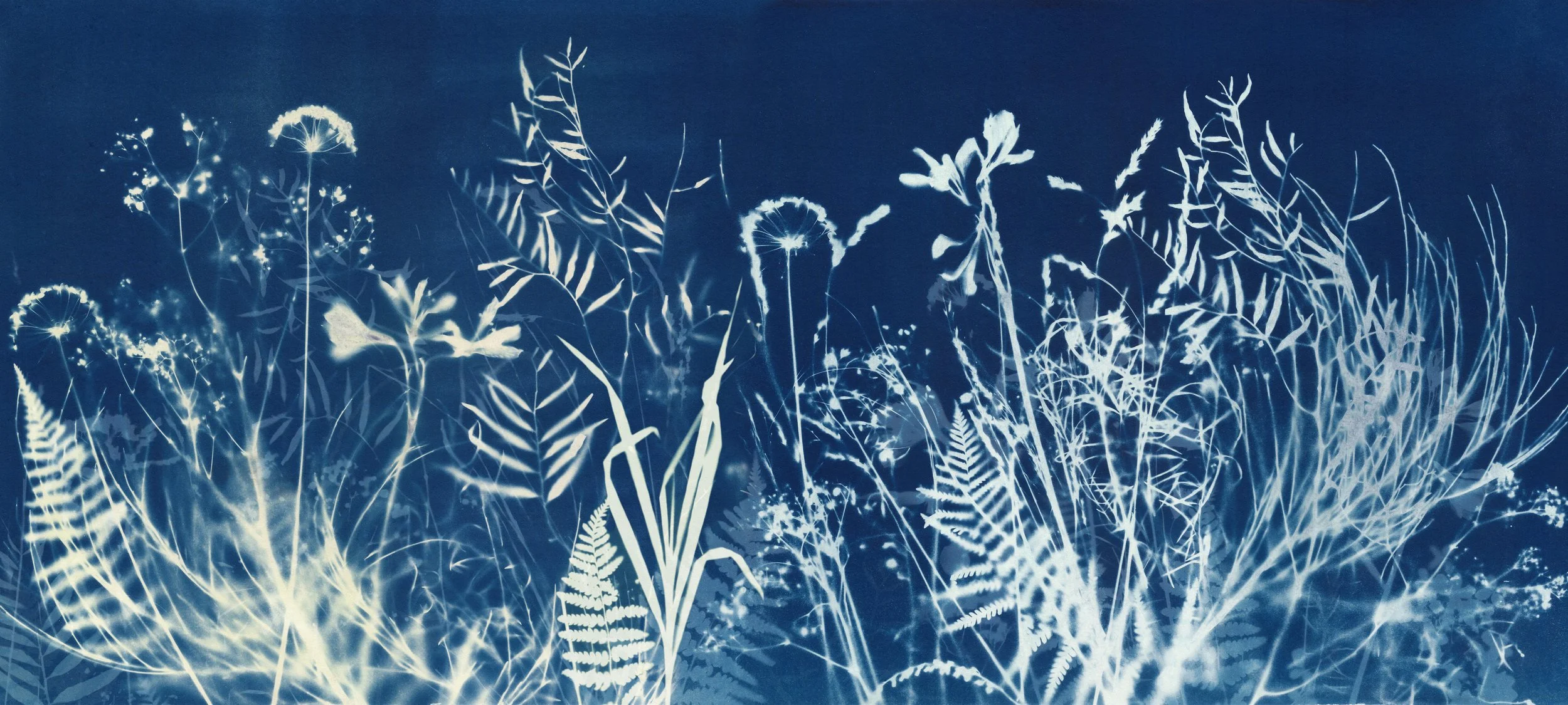 Cyanotype • Indigo — Gravity Digital Walls
