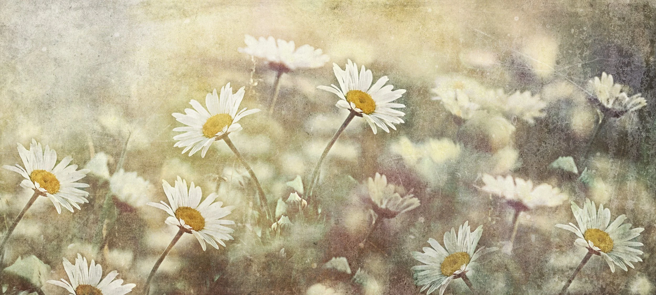Floral Study • Daisy — Gravity Digital Walls