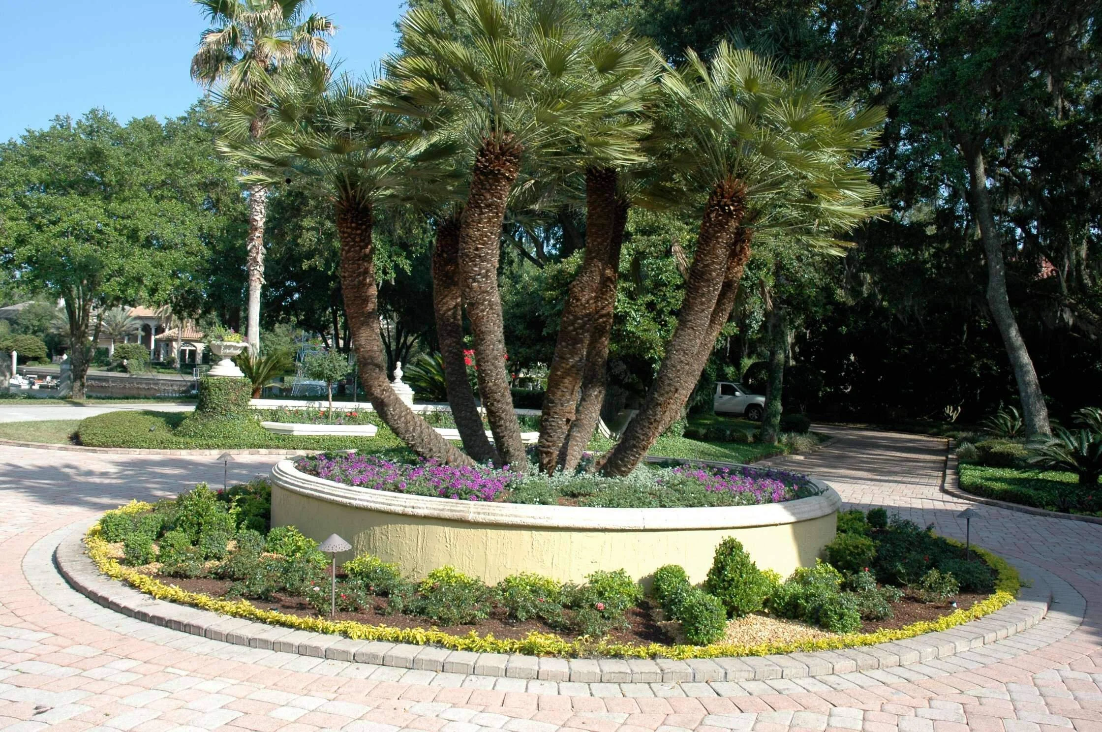 Specimen Palm Planting — Vie Plant & Garden Design