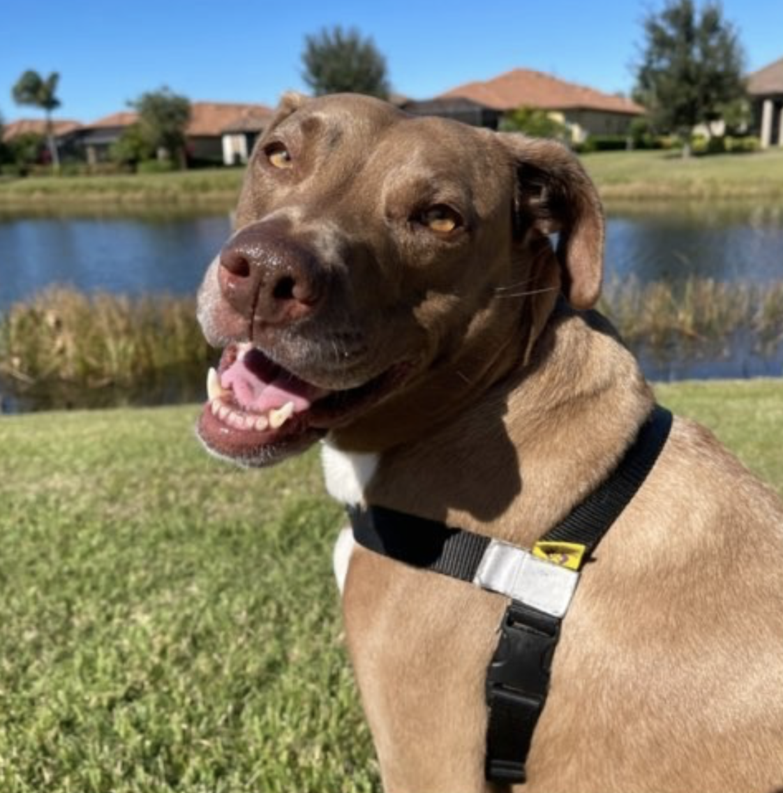 BLOG — glad wags — The Best Dog Harness For Pullers