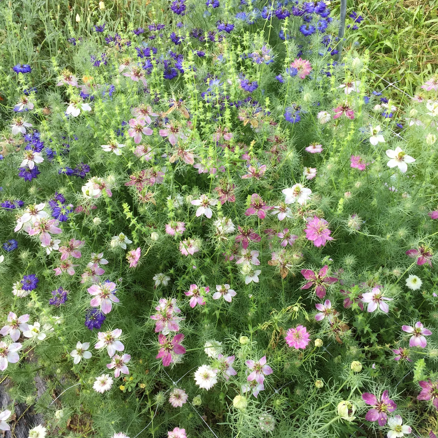 About — STILL WATERS FARM AND GARDENS