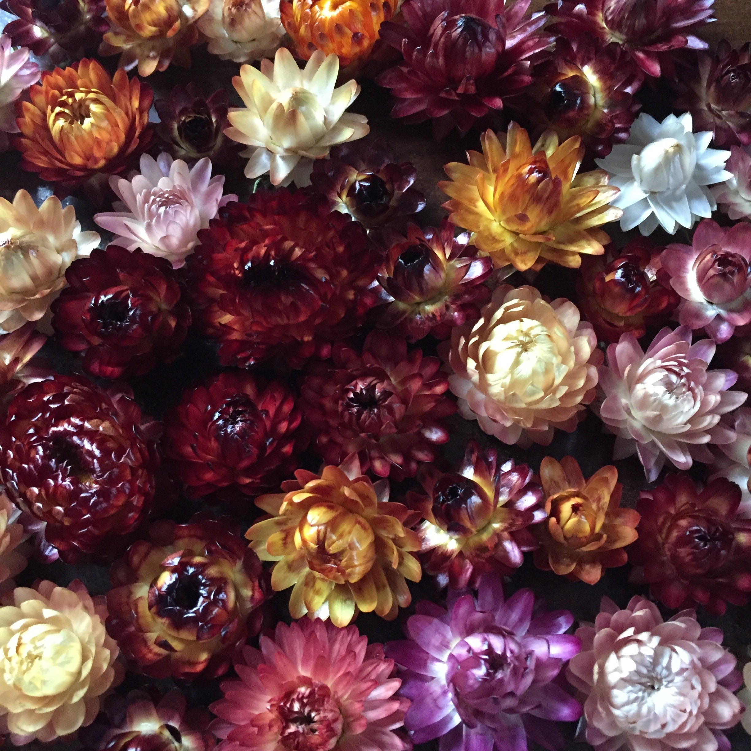 STILL WATERS FARM AND GARDENS