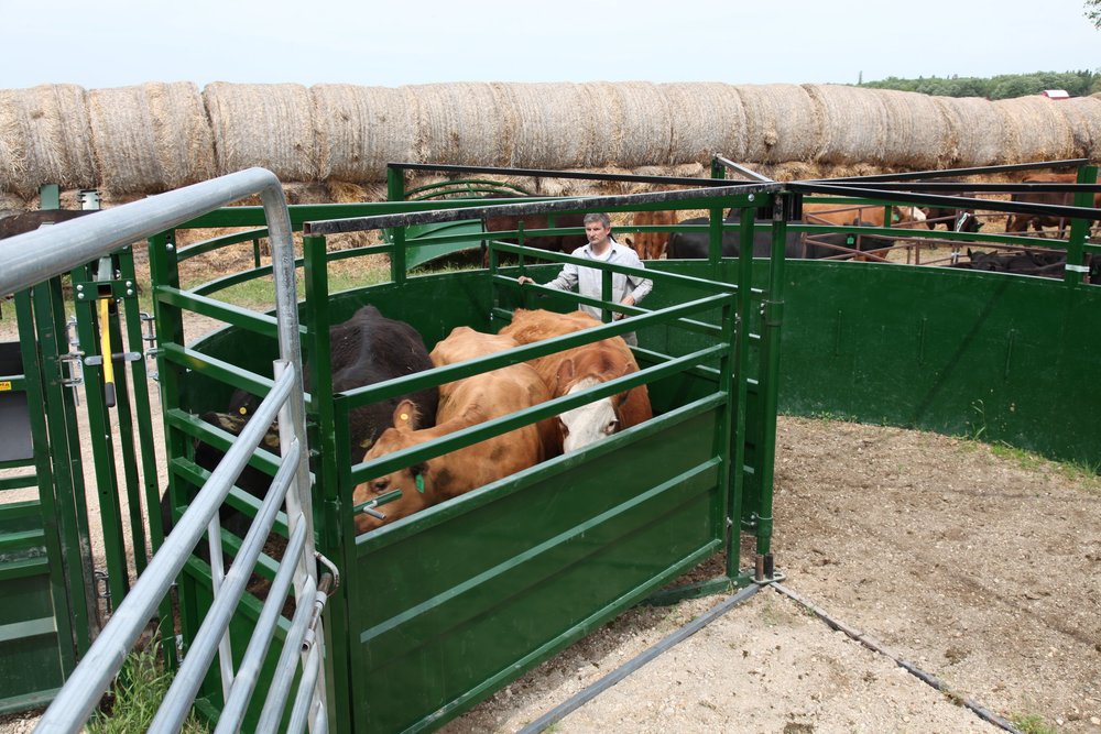 Seven basics to low-stress cattle handling — Wise Agriculture Ltd