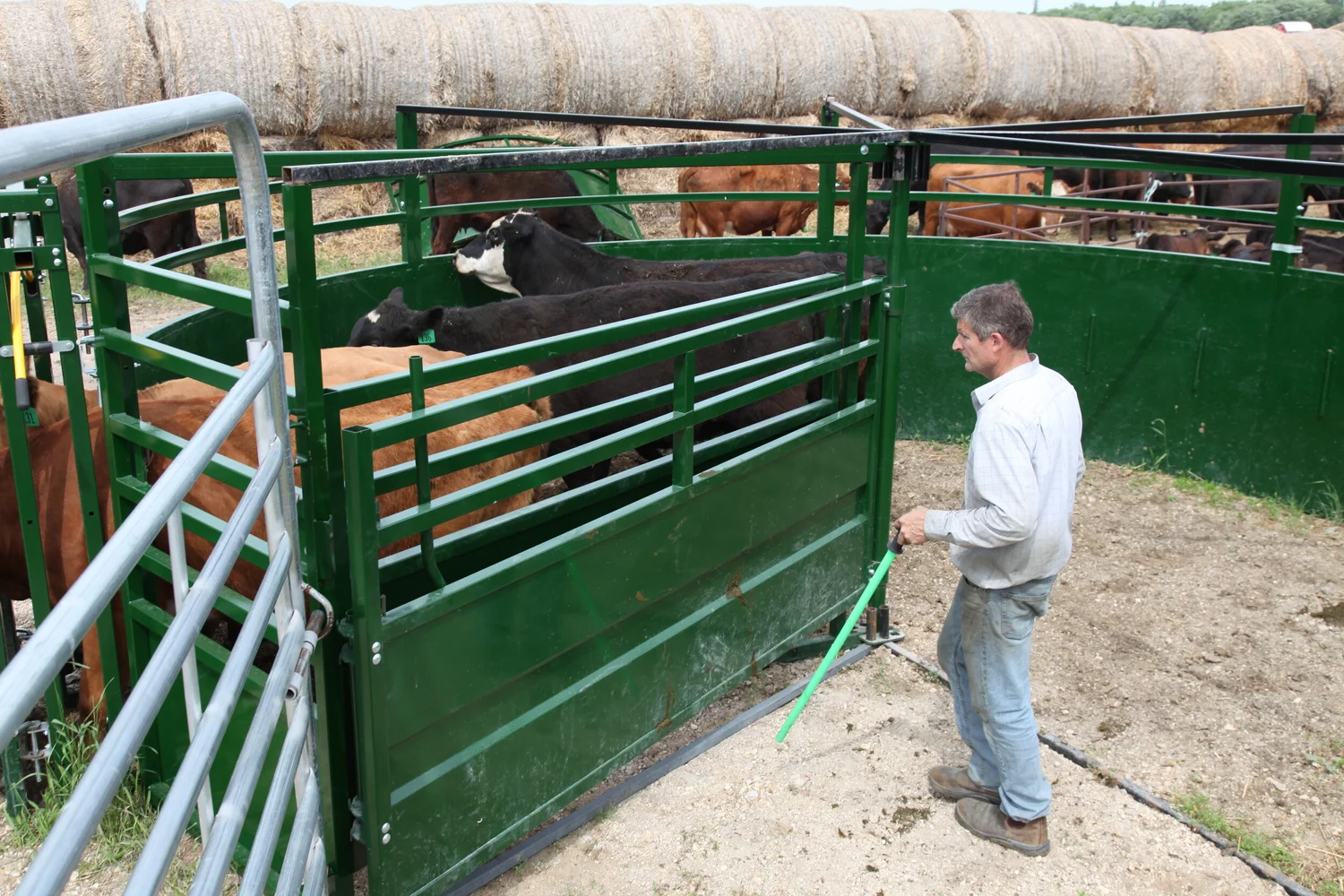 5 key components of cattle handling facilities — Wise Agriculture Ltd