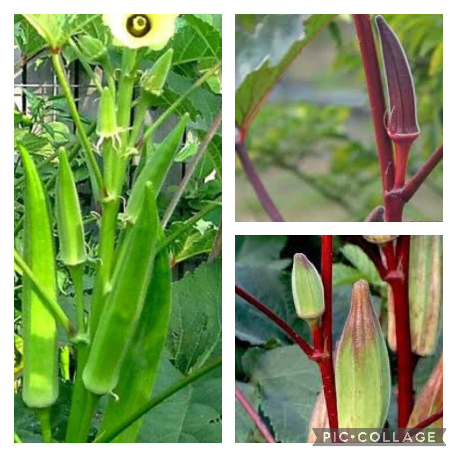 Seeds — Sapling Farms