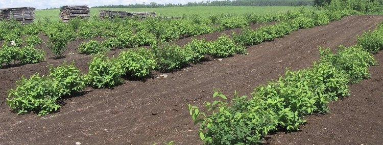 A Home Gardener's Guide to Growing Haskap — Bee & Thistle Winery