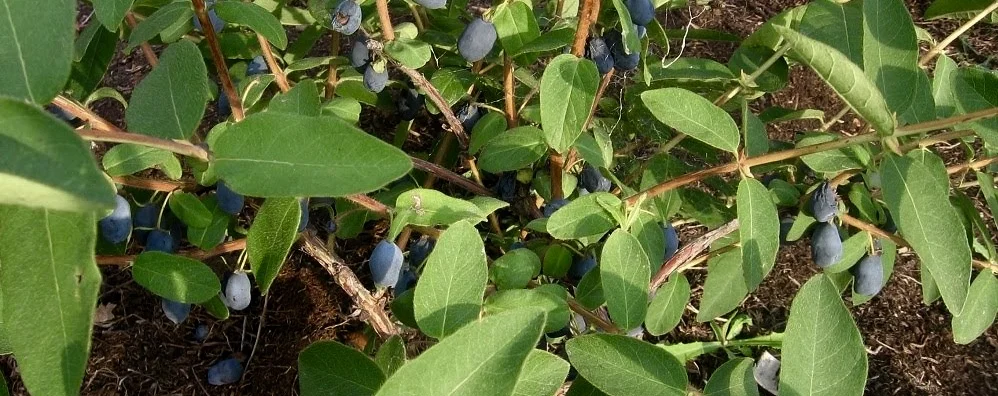 A Home Gardener's Guide to Growing Haskap — Bee & Thistle Winery