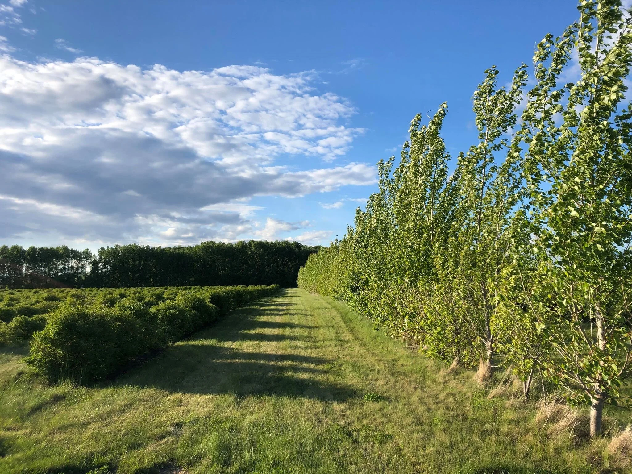 Haskap — Bee & Thistle Winery