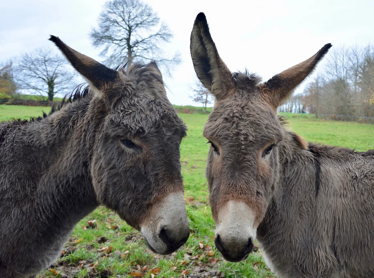 Donkey life — Donkey Love Therapy