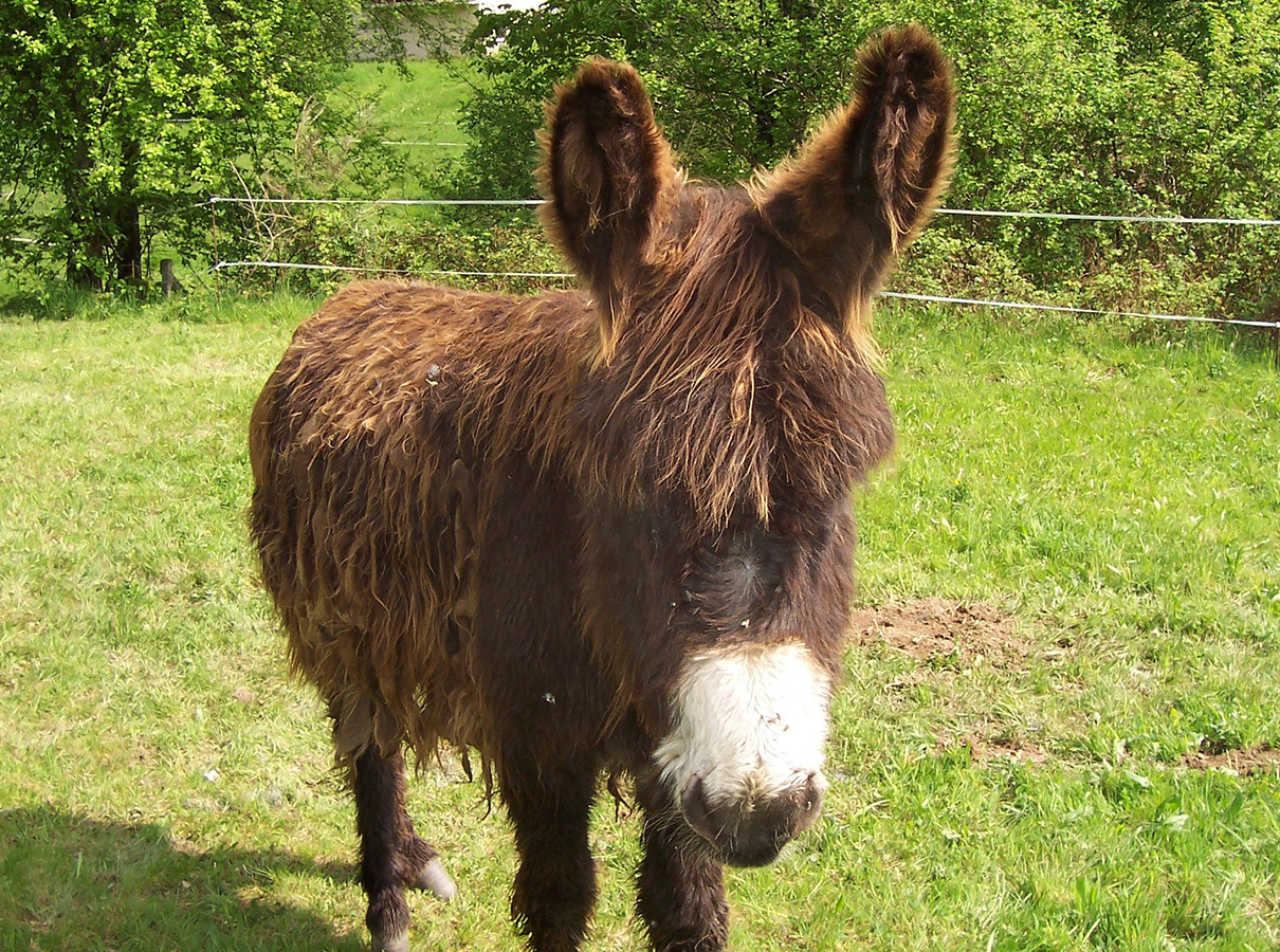 Donkey life — Donkey Love Therapy