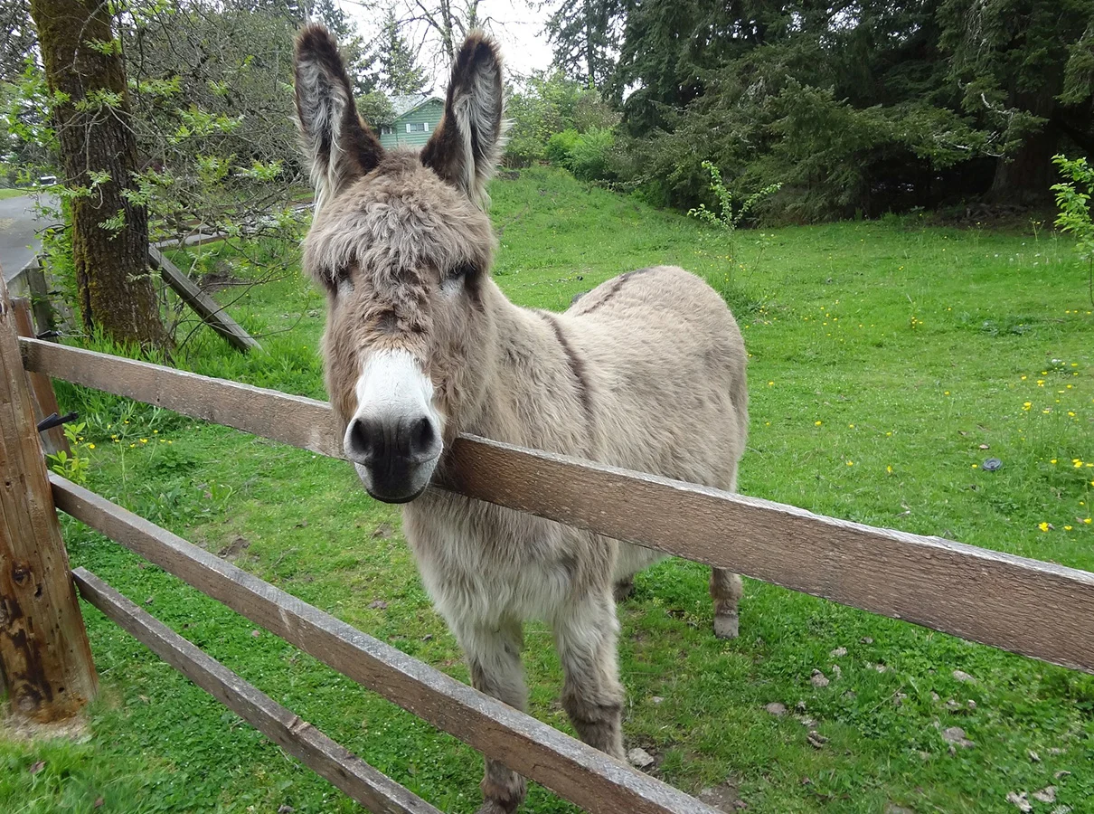 Donkey life — Donkey Love Therapy