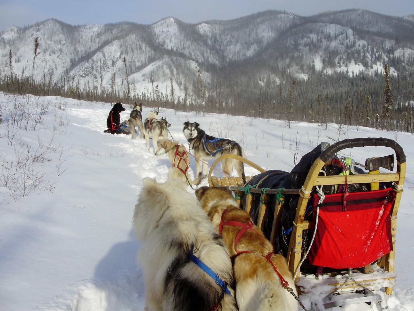 Bush Alaska Expeditions Dog Sled Tours