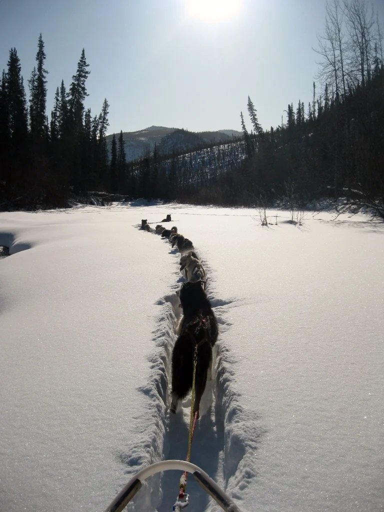 Bush Alaska Expeditions Dog Sled Tours