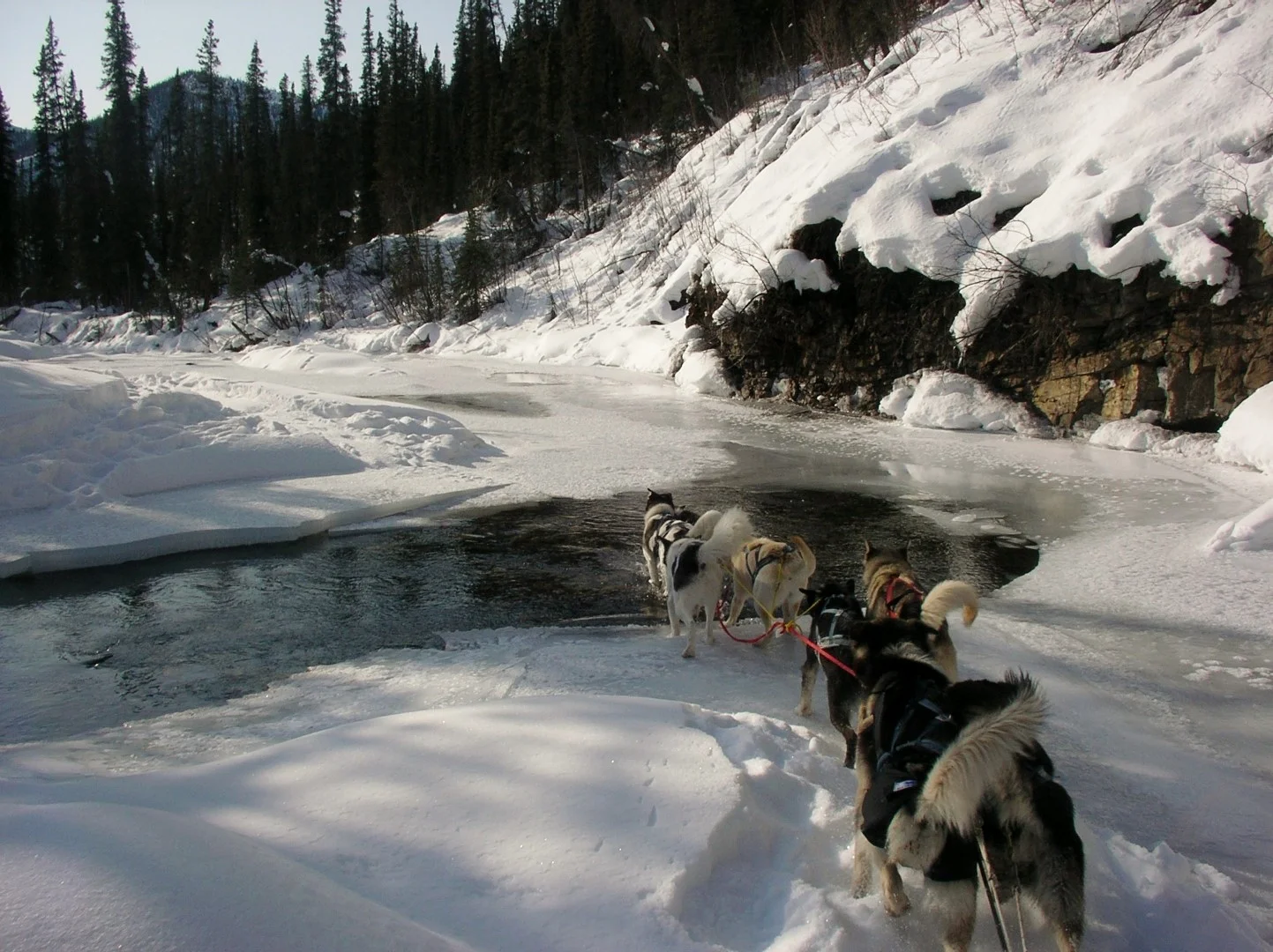 Bush Alaska Expeditions Dog Sled Tours