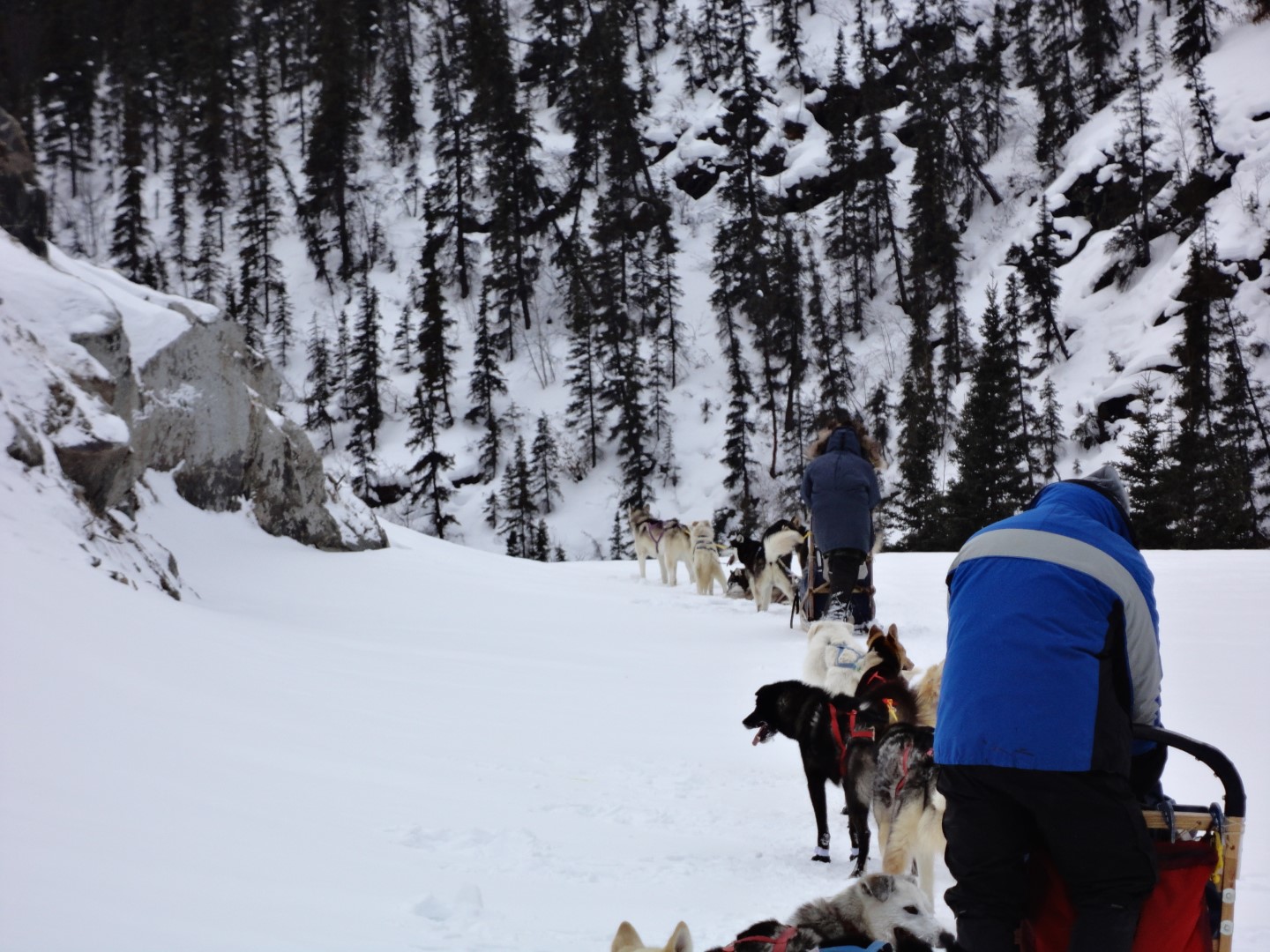 Bush Alaska Expeditions Dog Sled Tours