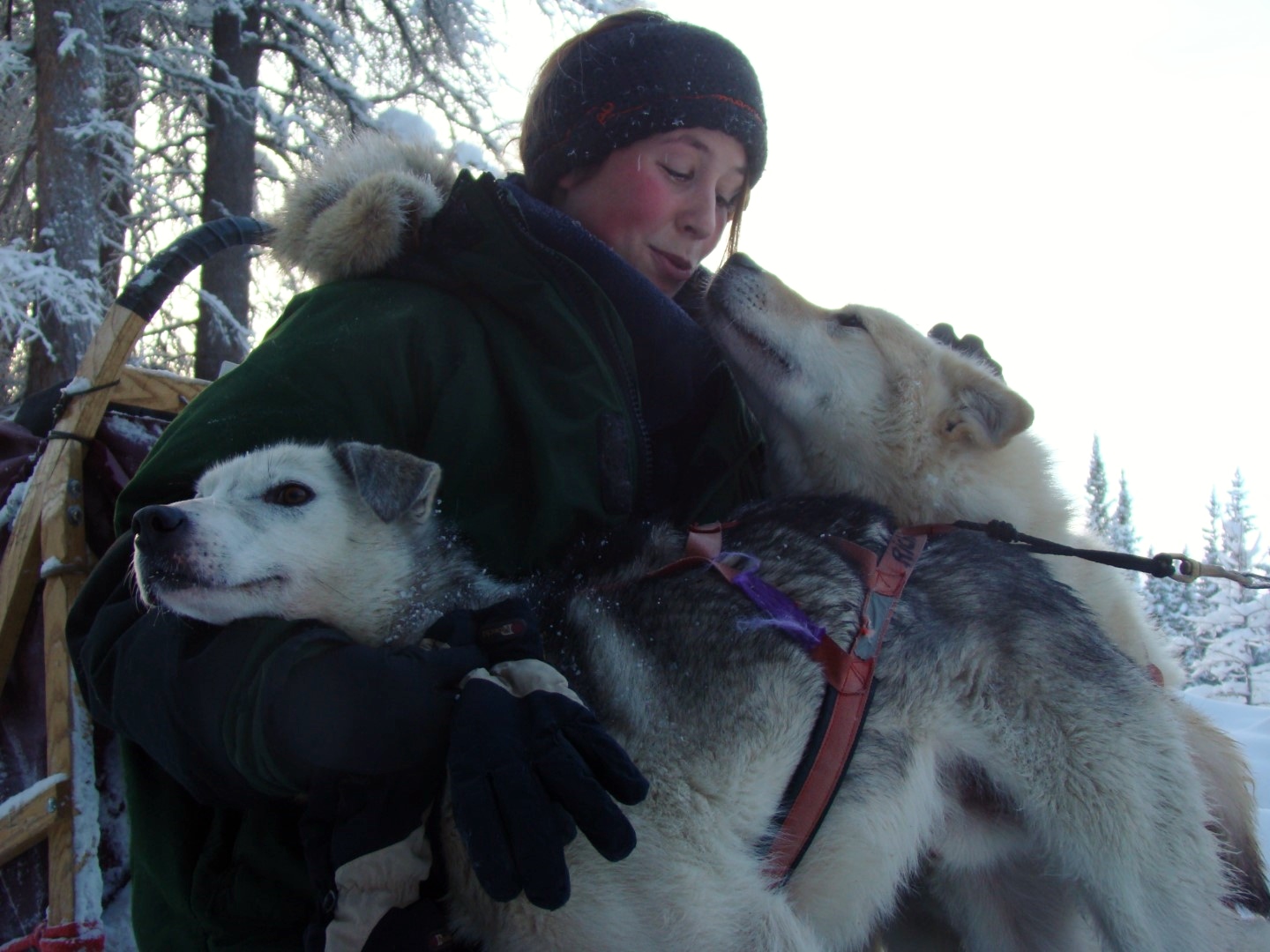 Bush Alaska Expeditions Dog Sled Tours
