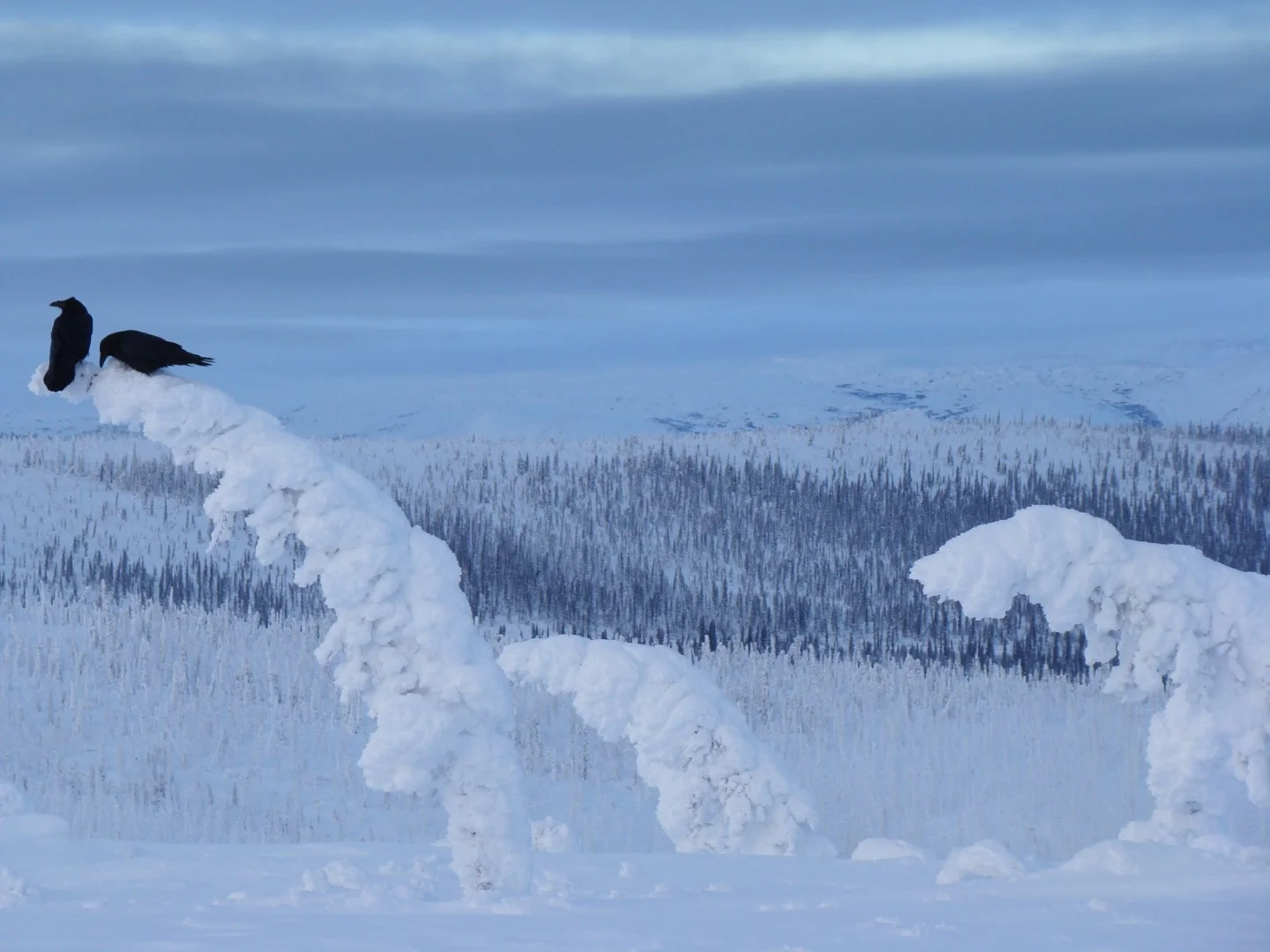 Bush Alaska Expeditions Dog Sled Tours