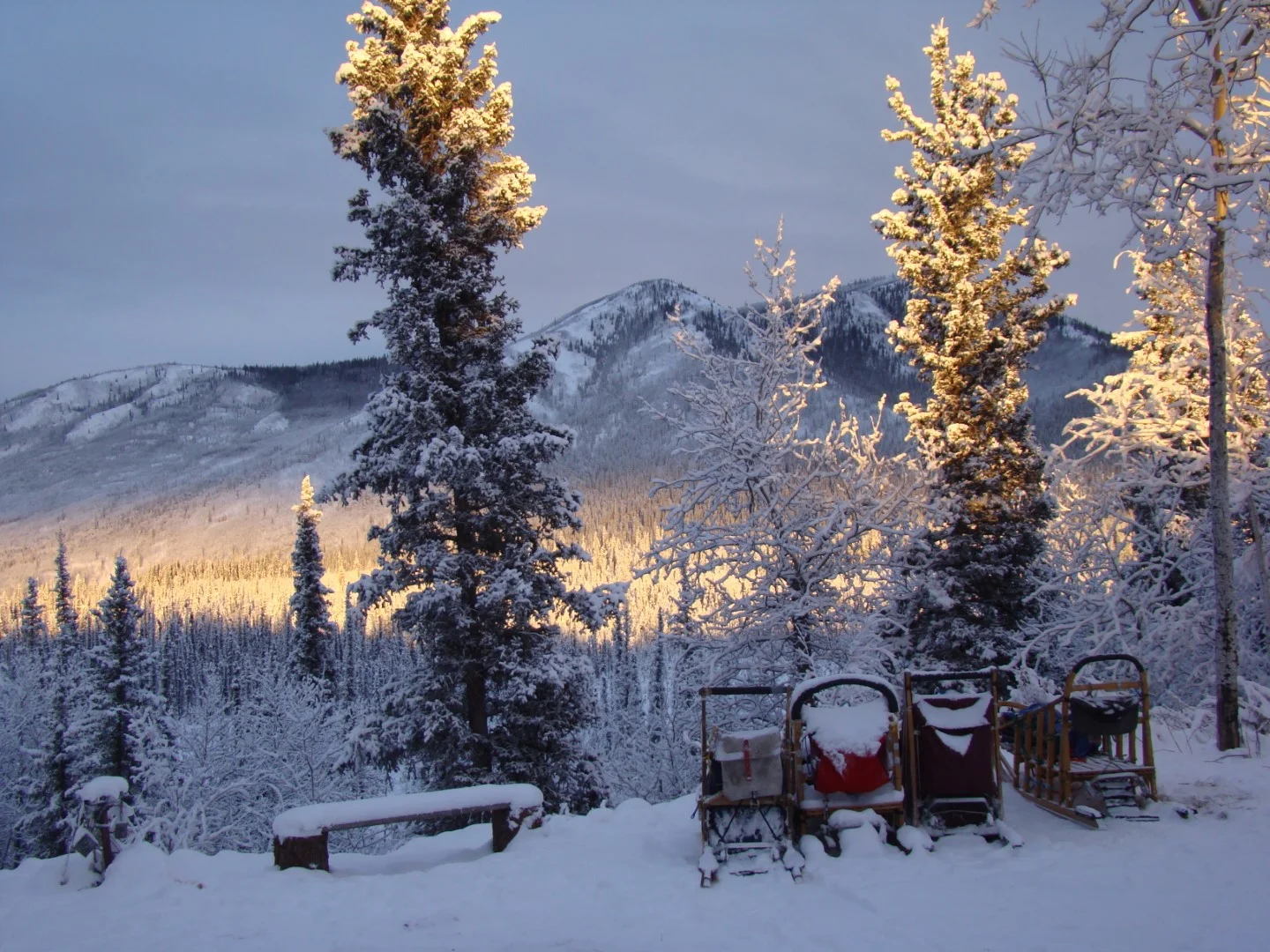 Bush Alaska Expeditions Dog Sled Tours