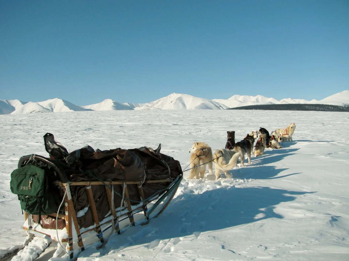 Bush Alaska Expeditions Dog Sled Tours