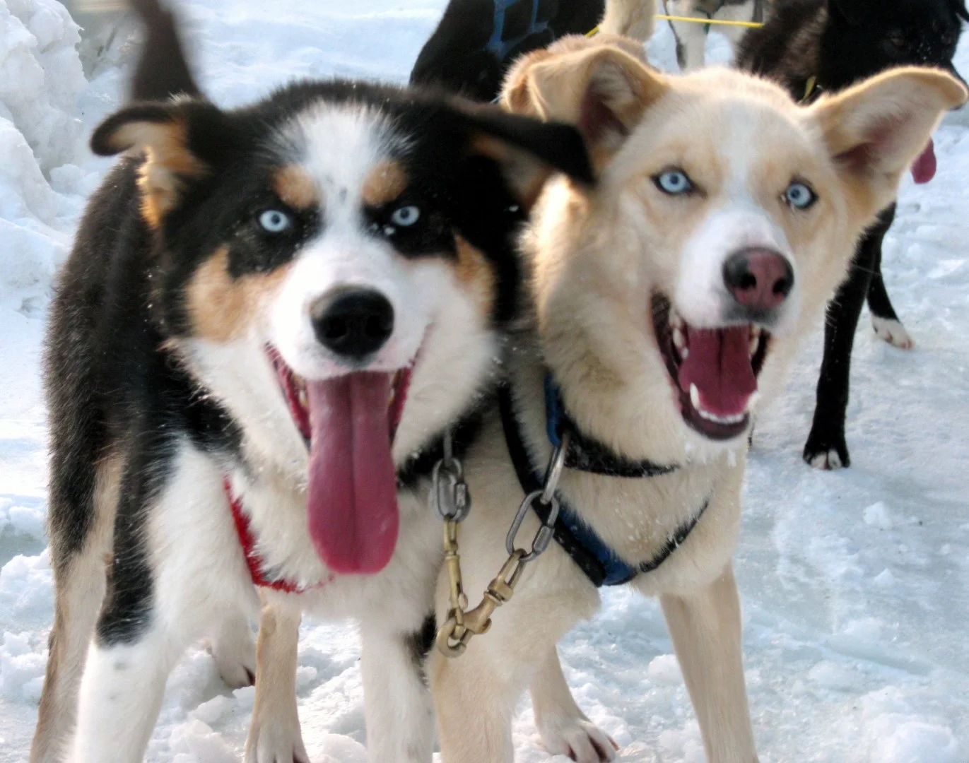 Bush Alaska Expeditions Dog Sled Tours